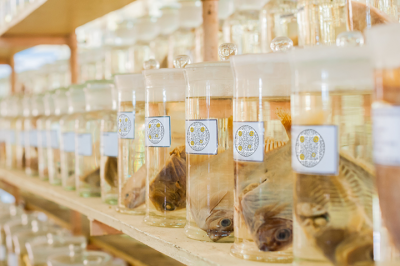 The Ultimate Guide to QR Codes for Education — QRCodeChimp