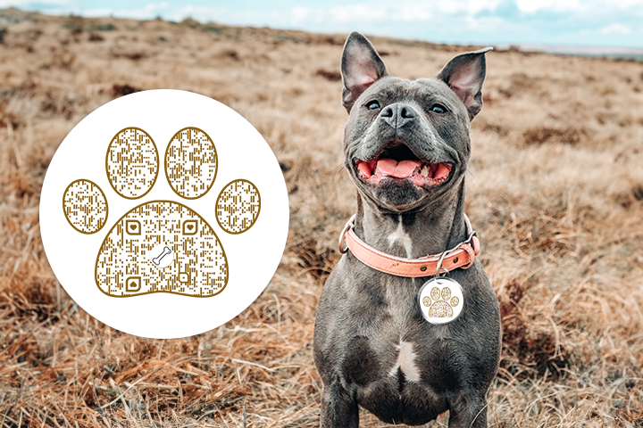 Lost and Found: The Role of QR Code Tags for Dogs
